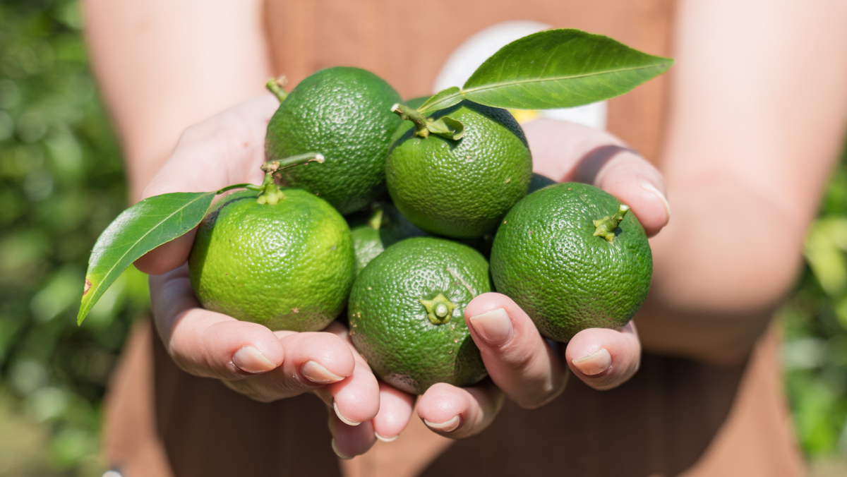 Sudachi – KANKITSU LABO