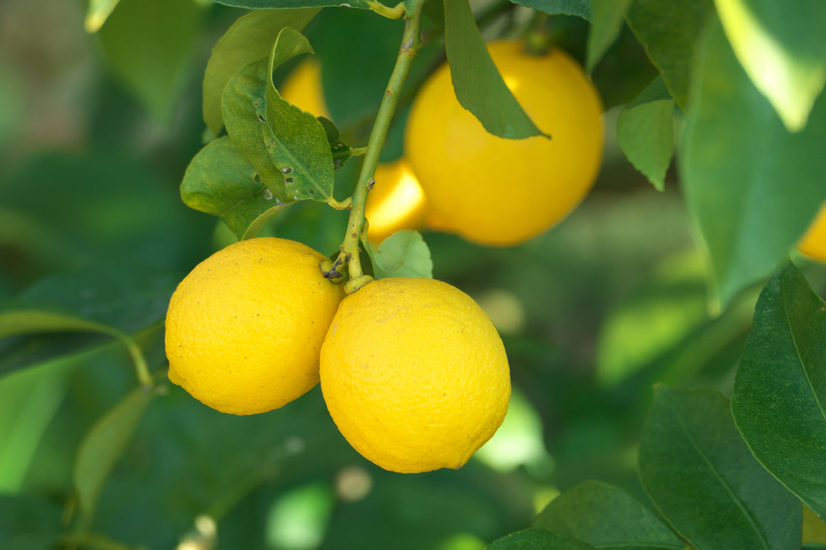 Setouchi Lemon – KANKITSU LABO